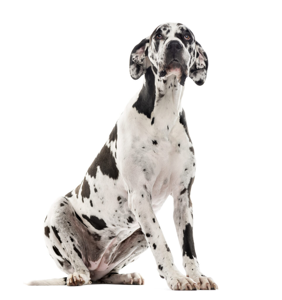 Industry Leading Dog Whelping Bed | EZS Whelpers